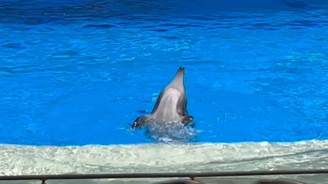 Дельфинарий в парке «The land of legends “