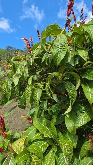 Рождественская звезда это дерево на Мадагаскаре