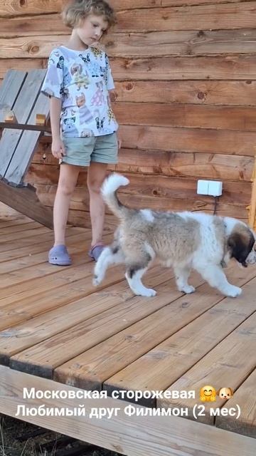 Московская сторожевая Любимый друг Филимон (2 мес.)