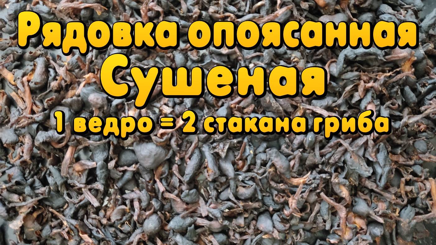 Рядовка опоясанная сушеная 23.11.2024