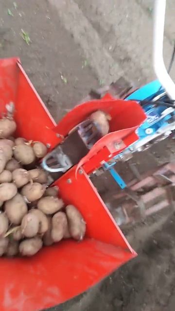 Посадка картофеля мотоблоком с сажалкой.
