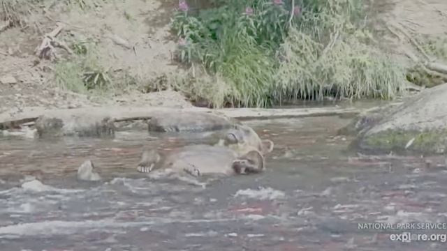 Мишка нашел себе место - он посредине- рыба по бокам