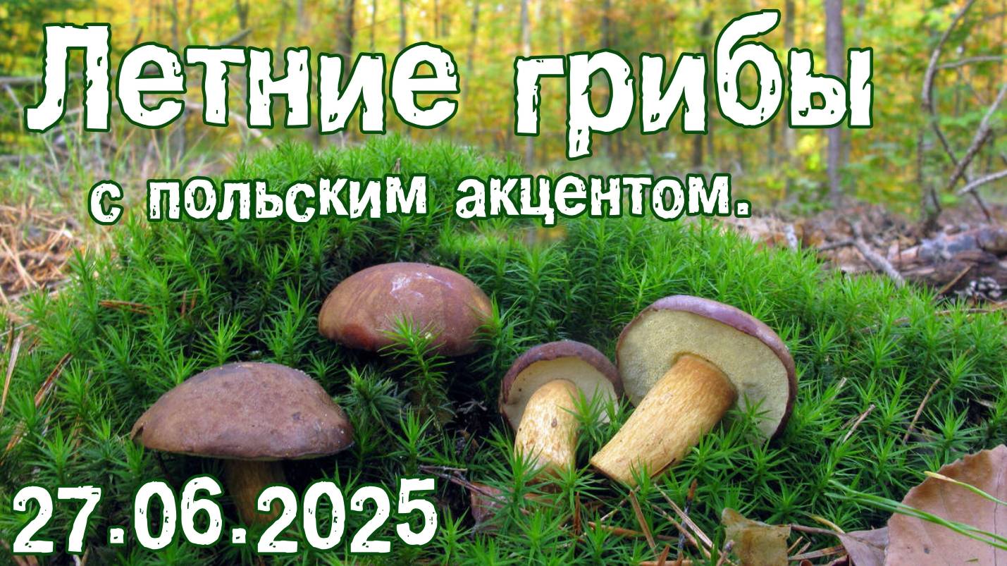 Летние Грибы с польским акцентом 27.06.2025