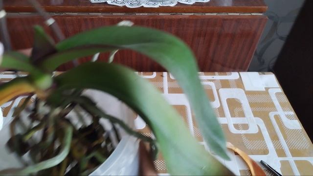 SOS Каменная роза желтит листья.