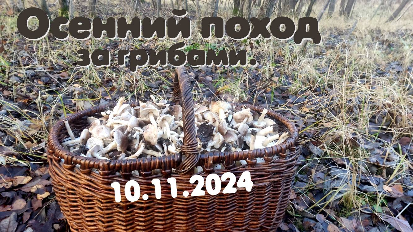 Осенний поход за грибами 10.11.2024