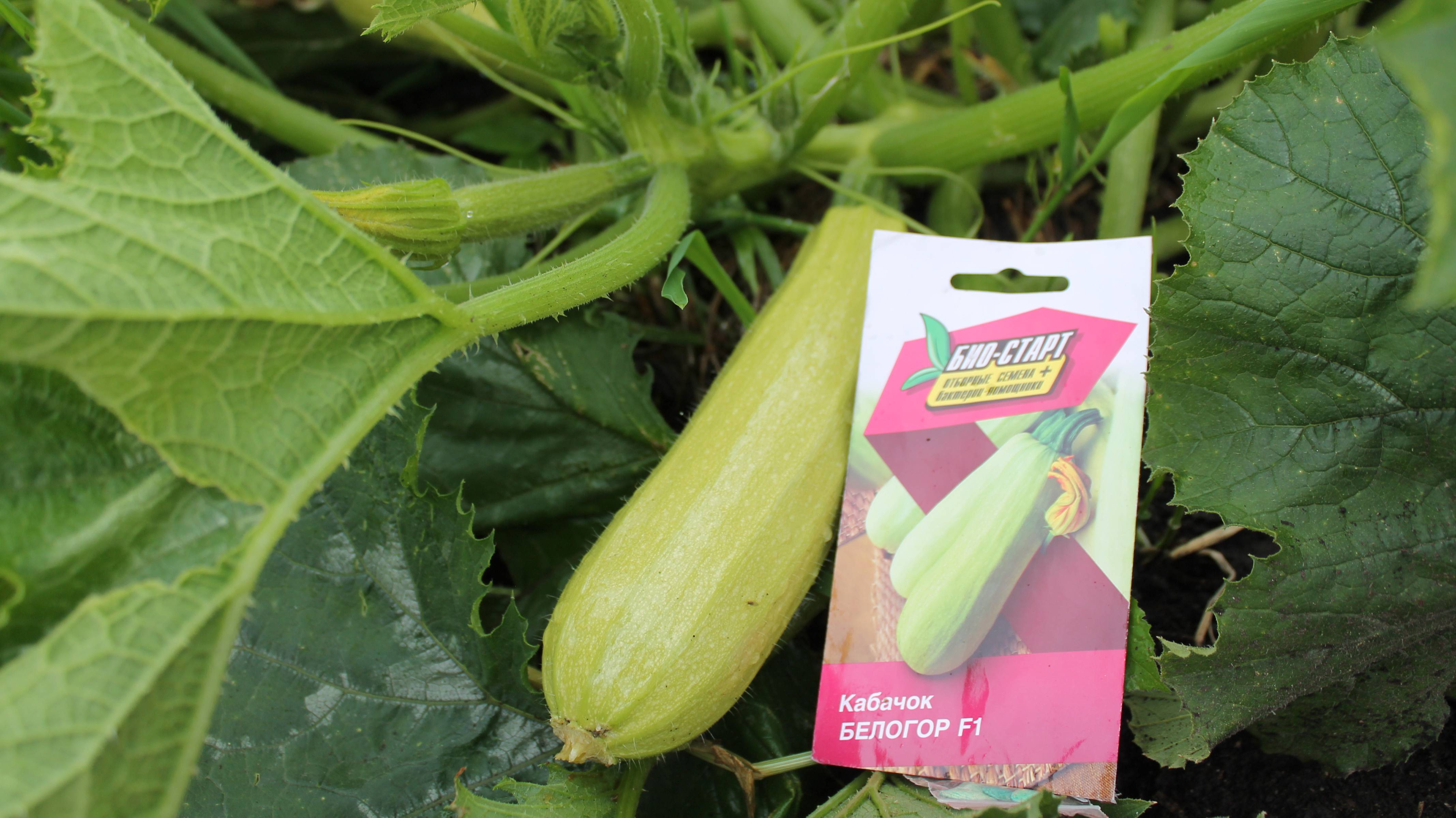 Кабачок Белогор