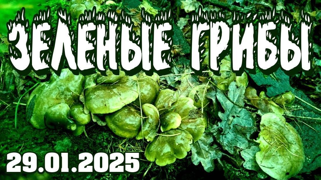 Зеленые Грибы 29.01.2025