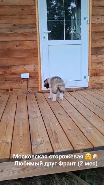 Щенок московской сторожевой Любимый друг Франт  (2 мес.)