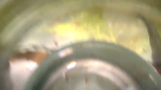 Родила аквариумная рыбка меченосец обзор