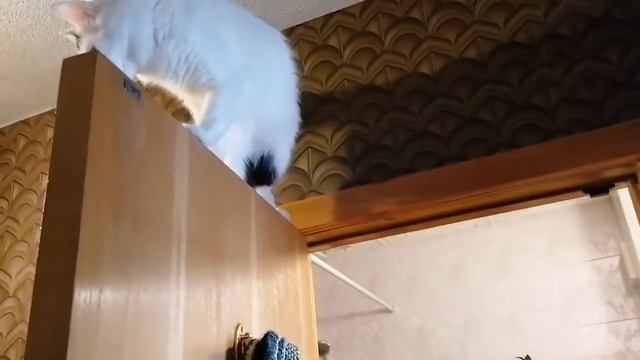 Прыжок года кот Семёныч