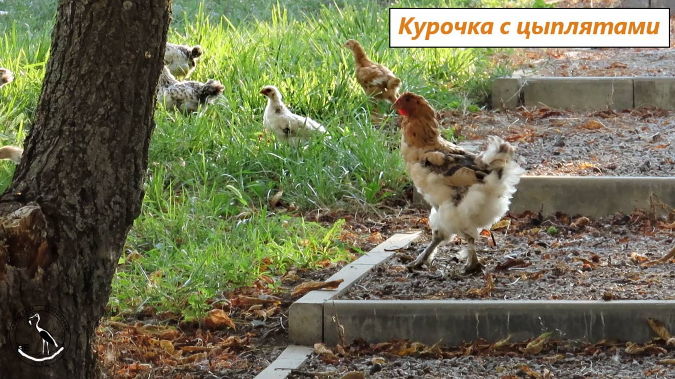 Курочка с цыплятами в сельском парке. 06.07.25