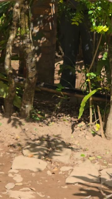 Хамелеончики, Мадагаскар