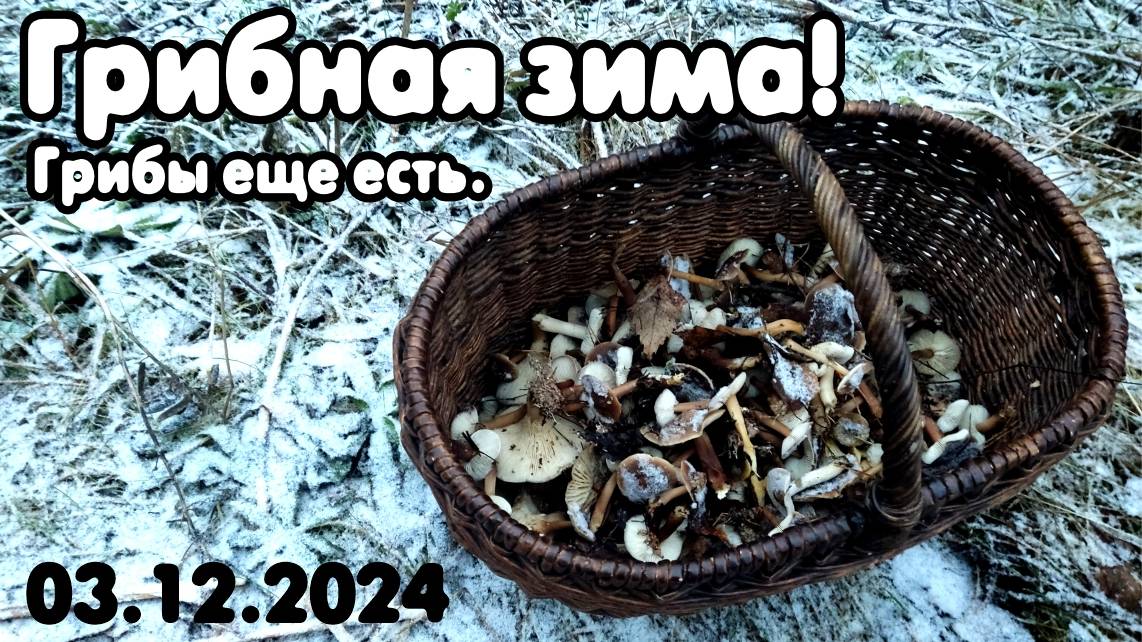 Грибная зима! 03.12.2024
