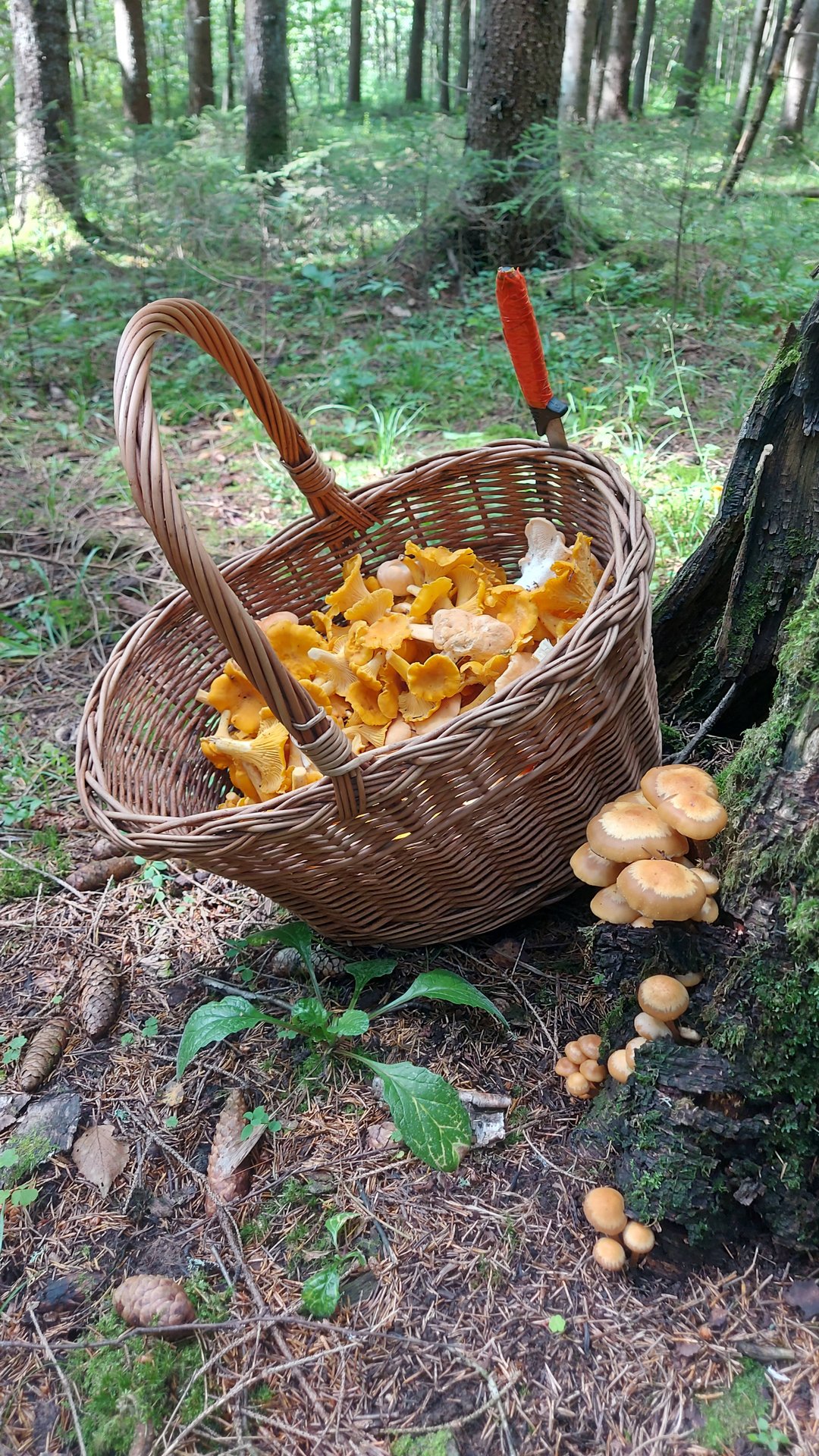 💥ГРИБЫ В АВГУСТЕ ЗАПОЛОНИЛИ ЛЕСА ПОДМОСКОВЬЯ 👉ЛИСИЧКИ И ЕЖОВИК ЖЁЛТЫЙ 🌲🌳