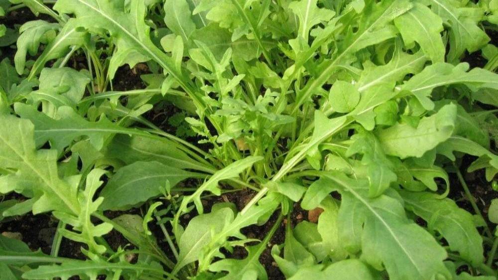 Руккола Гурман