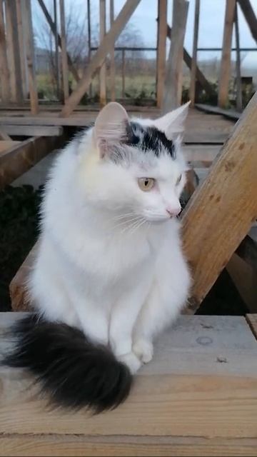 Кот в рамке