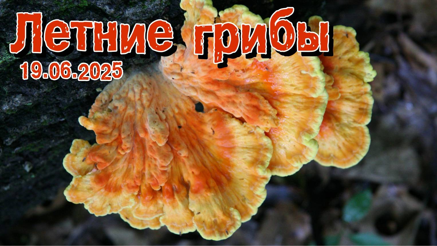 Летние Грибы 19.06.2025