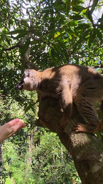 Коричневый лемур Мадагаскара