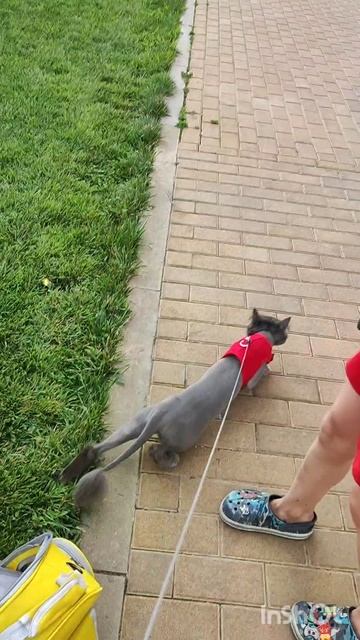 Мася на прогулке 🐱🐱🐱