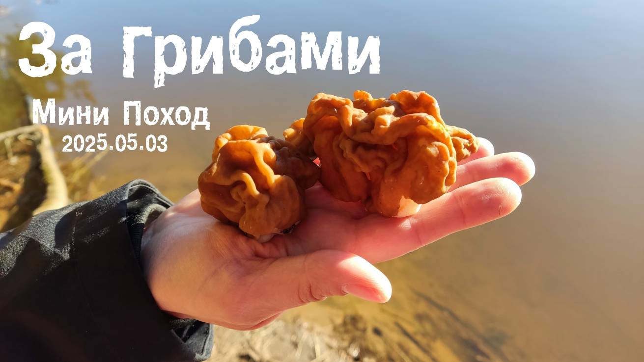 За грибами. 03.05.2025