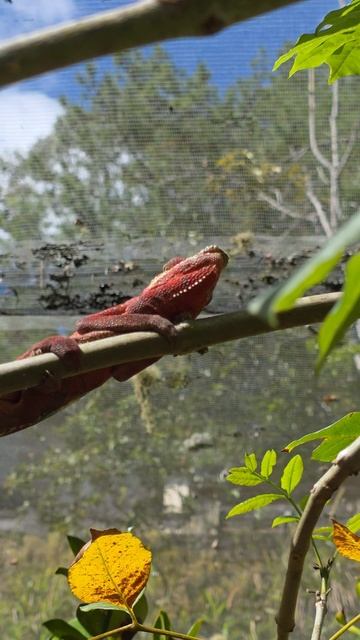 Хамеленов столько видов на Мадагаскаре