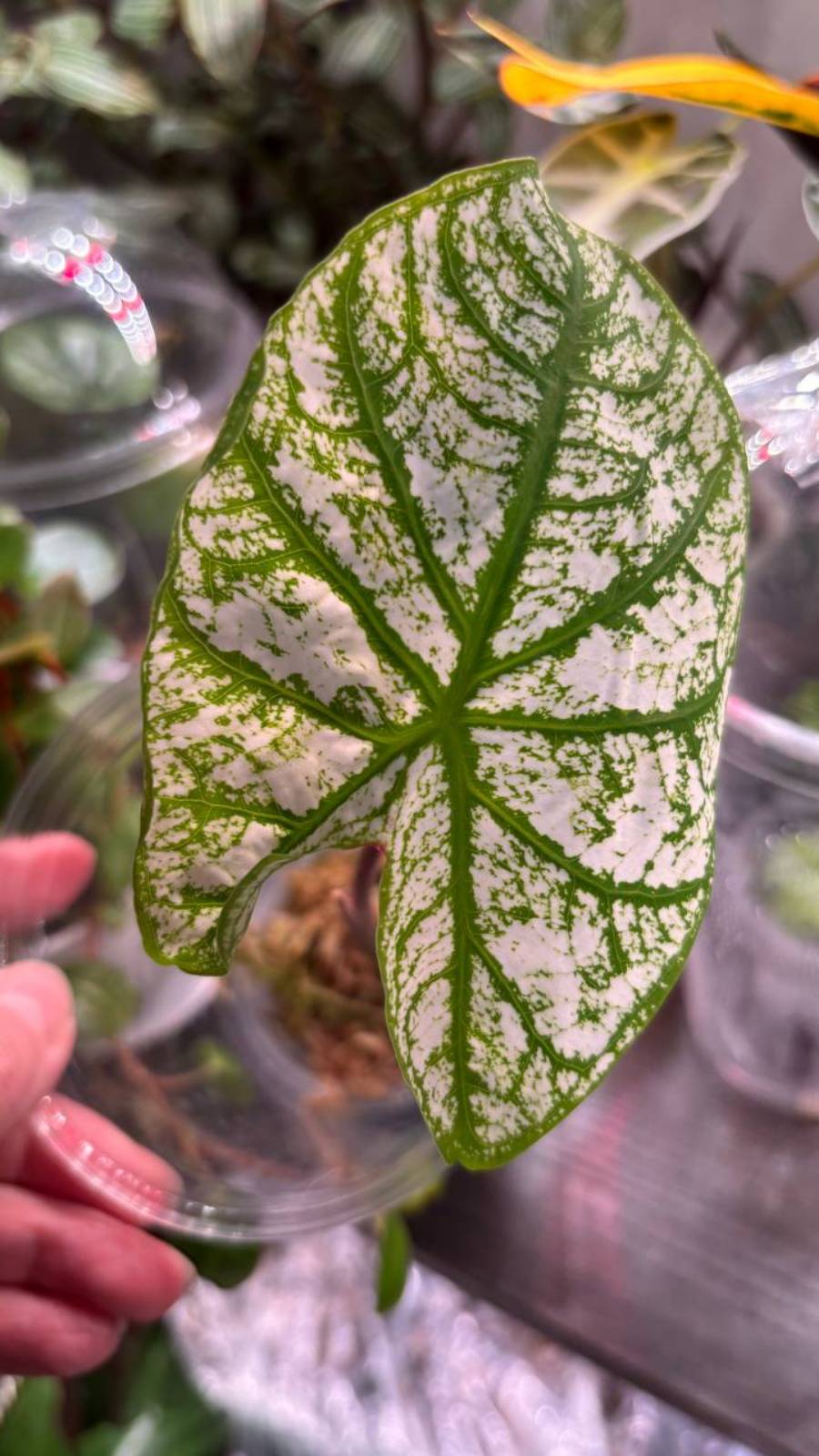 Цветочный релакс #эхеверия #каладиум #интерьер #цветывинтерьере #бегония #plants #succulent