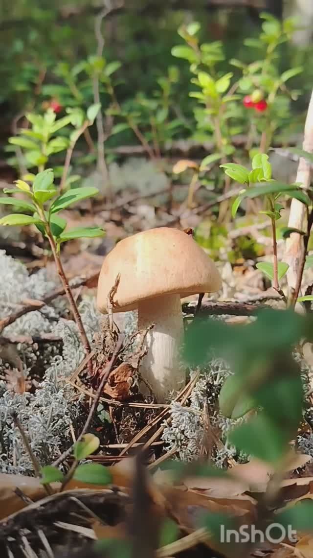 Волшебный лес