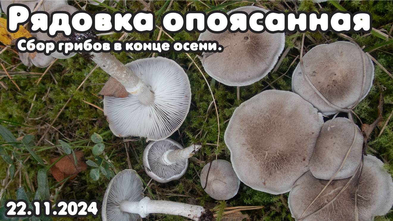 Рядовка опоясанная. Грибы в конце осени. 22.11.2024