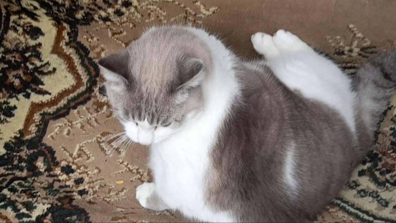 20250806_133749_001 Доброе слово и кошке приятно