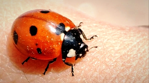 Божья коровка на пляже