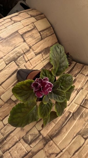 Фиалка ЛЕ-Мачо (спорт) 17 07 25г