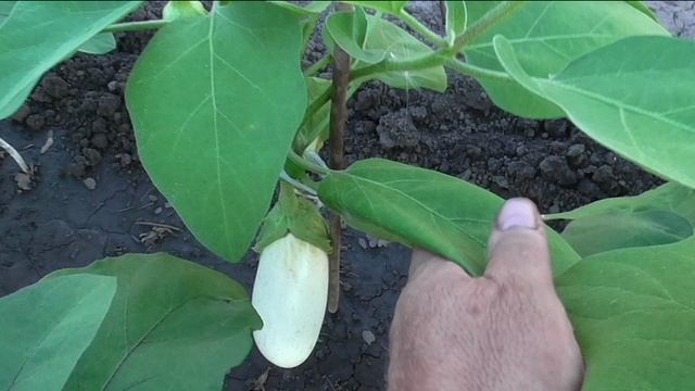 Баклажаны в начале августа