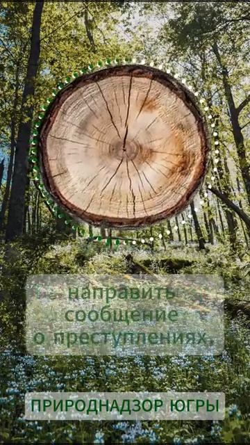 Какие полномочия у инспектора лесной охраны