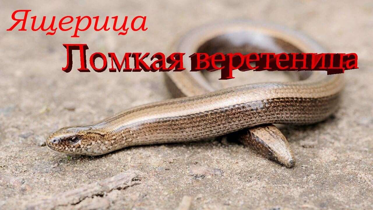 Ломкая веретеница (Ящерица. Вид безногих ящериц из семейства веретеницевых)