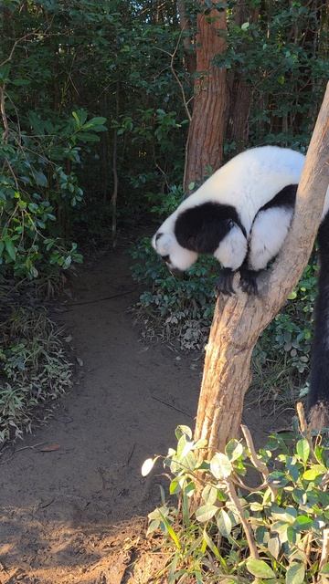 Золотой сифака и красный лемур Мадагаскара
