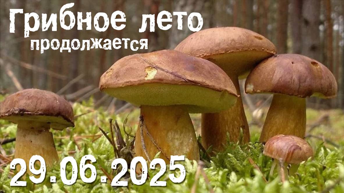 Грибное лето продолжается 29.06.2025