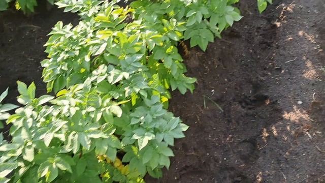 Картофель на закате