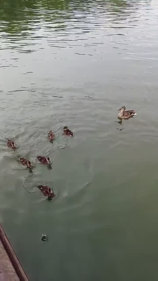 Утята и утка на Обском море летом 2025 ☀️ #обскоеморе #Утята #Лето2025