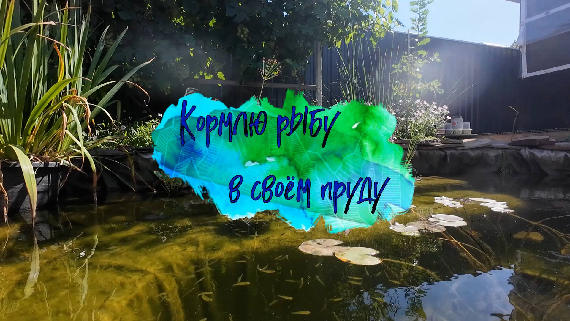 Кормлю плотву в своём пруду.