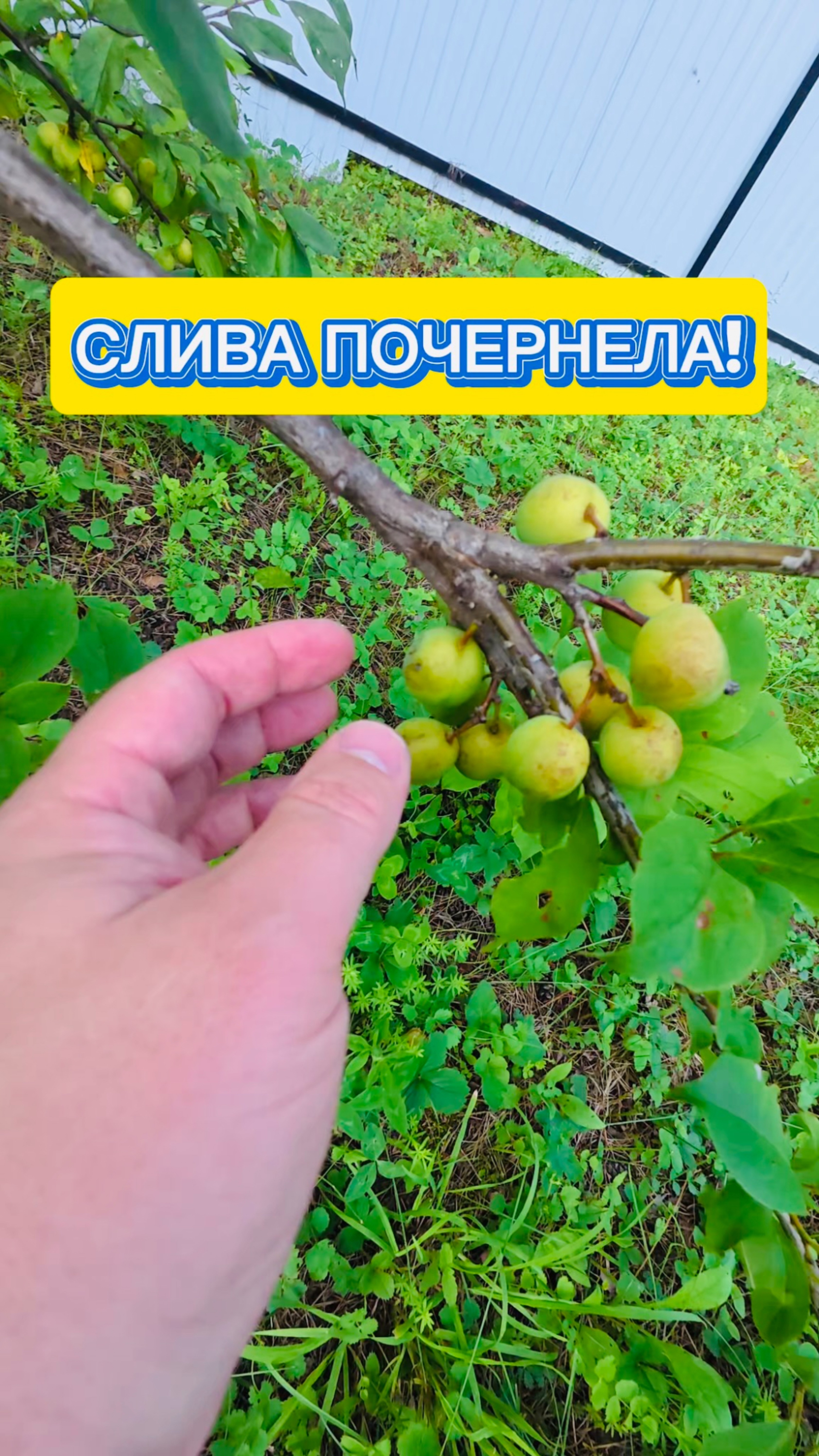 ✅Слива почернела !
