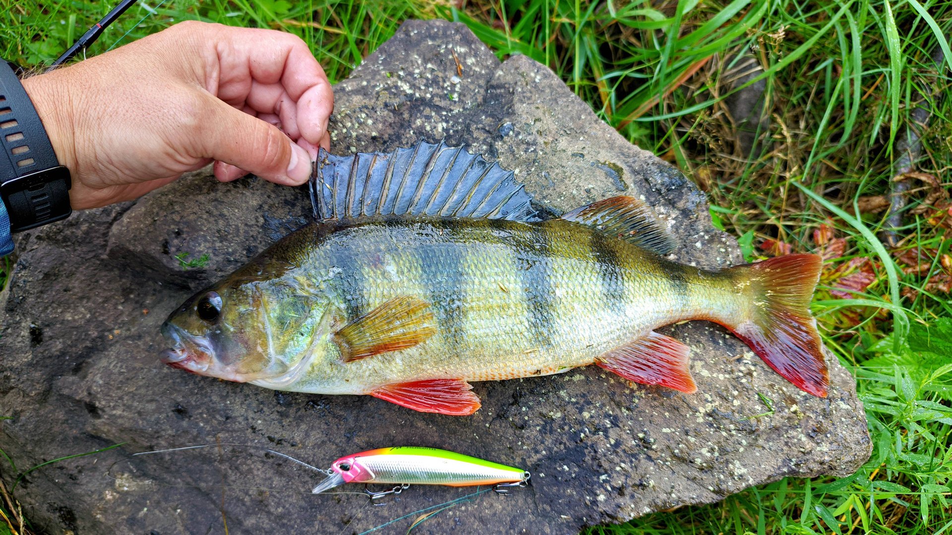 Окунь 560 грамм. Щука 1.750 грамм. Лесная речка.