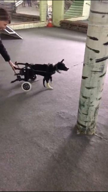 WhatsApp Video 2020-01-10 at 16.44.49