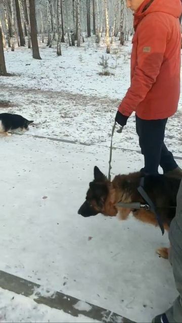 video5337291309675710590