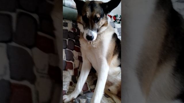 Мой пëс Гоша и моë стихотворение про него - на данном видео. Я снимала это на телефон.