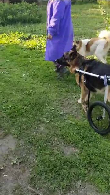 video5208546198939515434