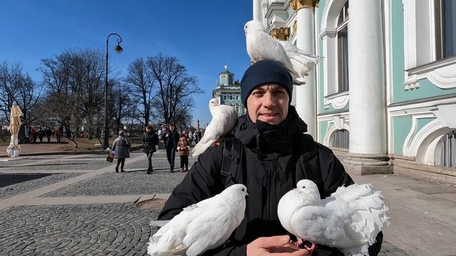 Голуби Дворцовая