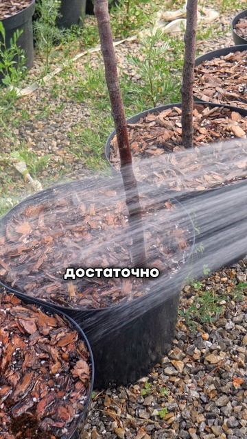 Декоративные яблони: минимальный уход, максимальный эффект!