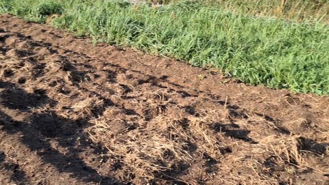 Что там у чистых паров...