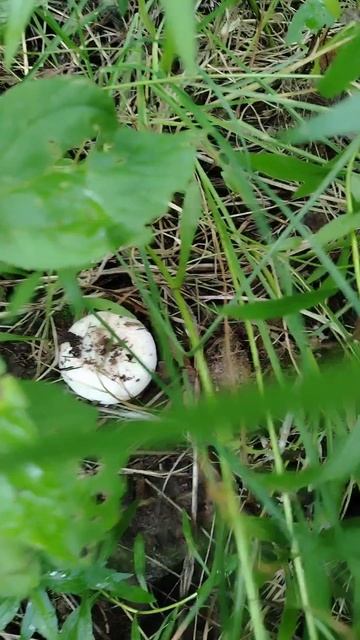 Грузди осиновые