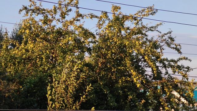 Вечер августа в деревне, деревенский пейзаж